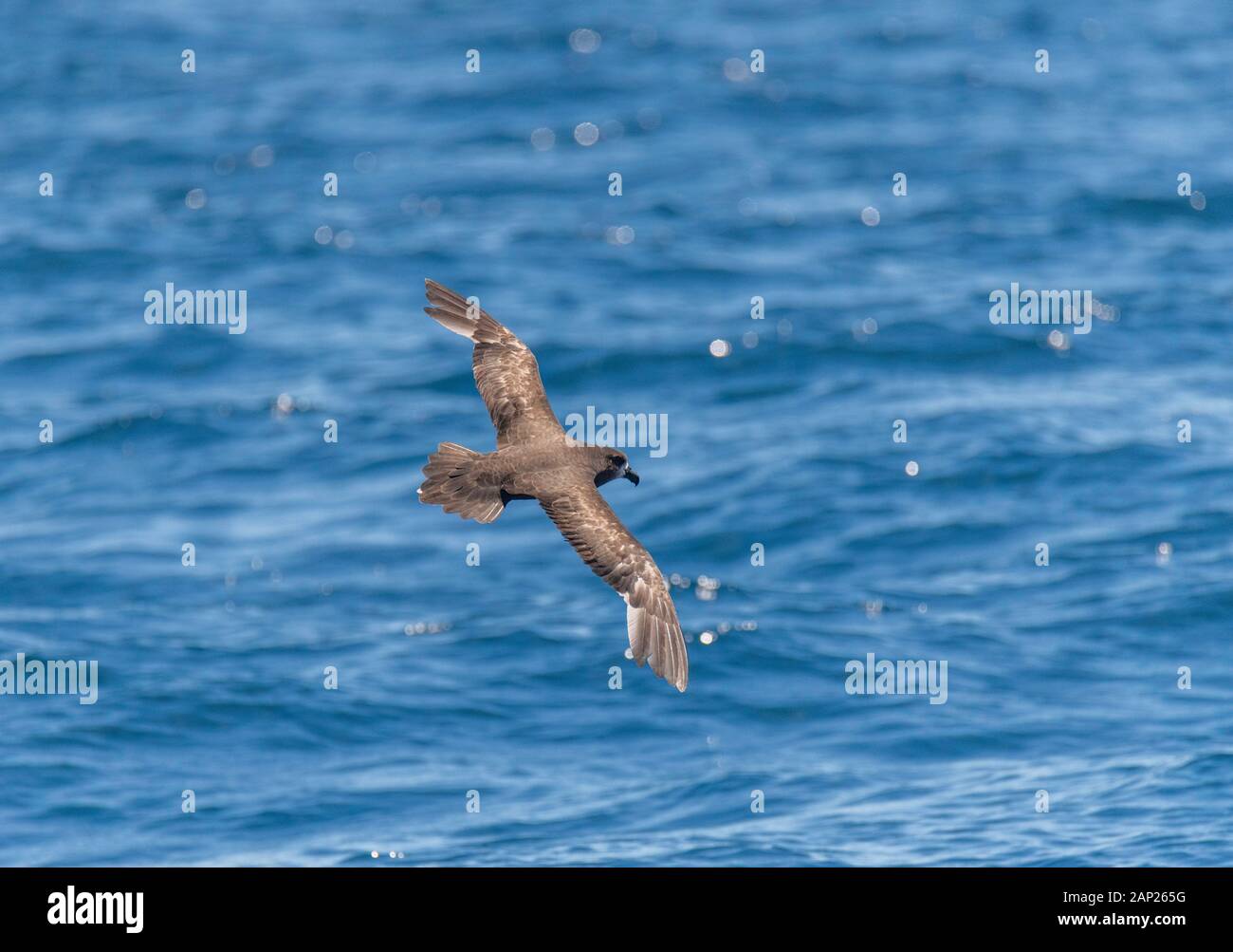 Gray petrel hi-res stock photography and images - Alamy