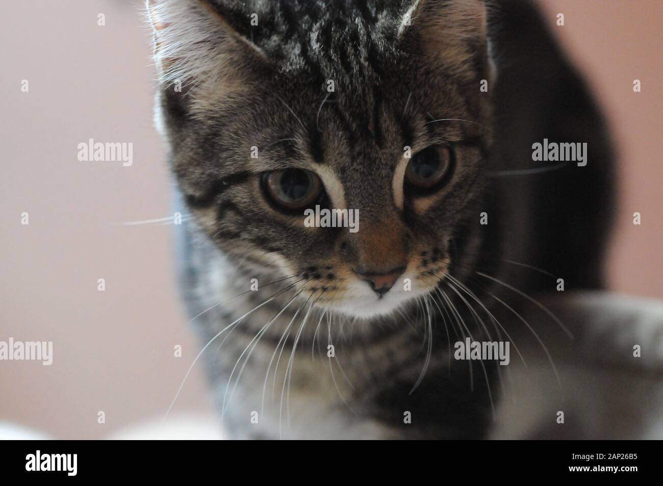 my beautiful Bengal cats Stock Photo - Alamy