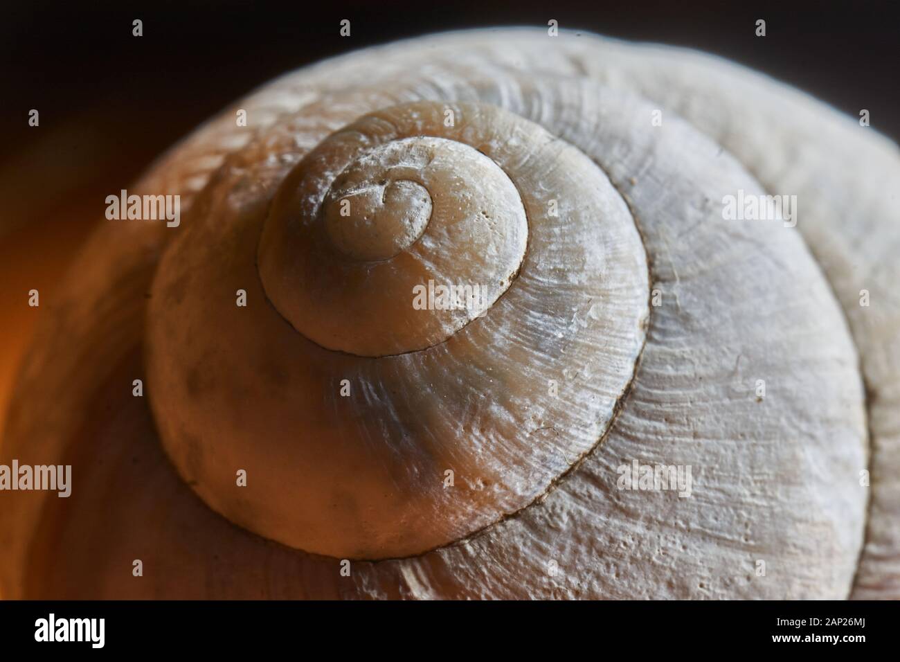 Exterior view of a weathered snail housing with lateral incidence of ...