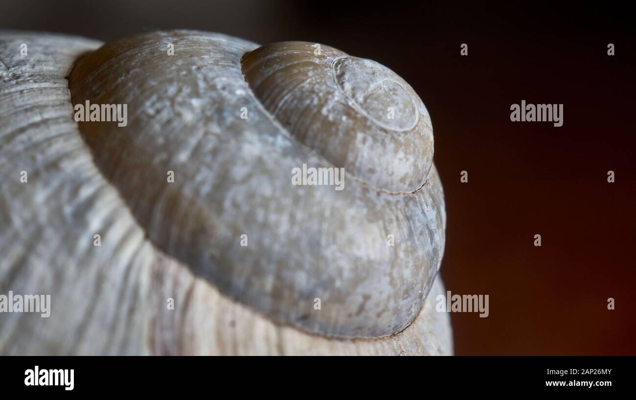 Side view of the rear part of an old weathered snail shell Stock Photo ...