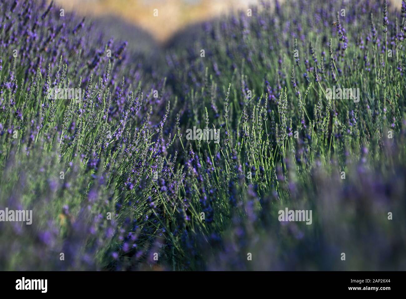 endless flowering Lavender fields. Photographed in the Golan Heights ...