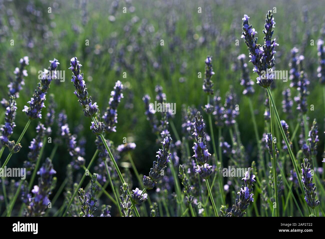 endless flowering Lavender fields. Photographed in the Golan Heights ...