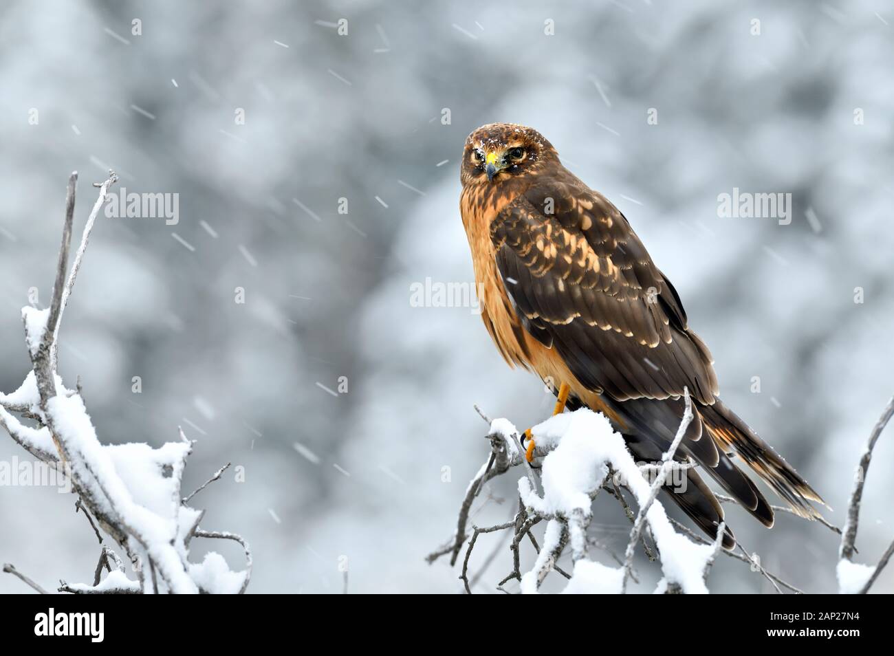 Harrier marsh hawk hi-res stock photography and images - Alamy