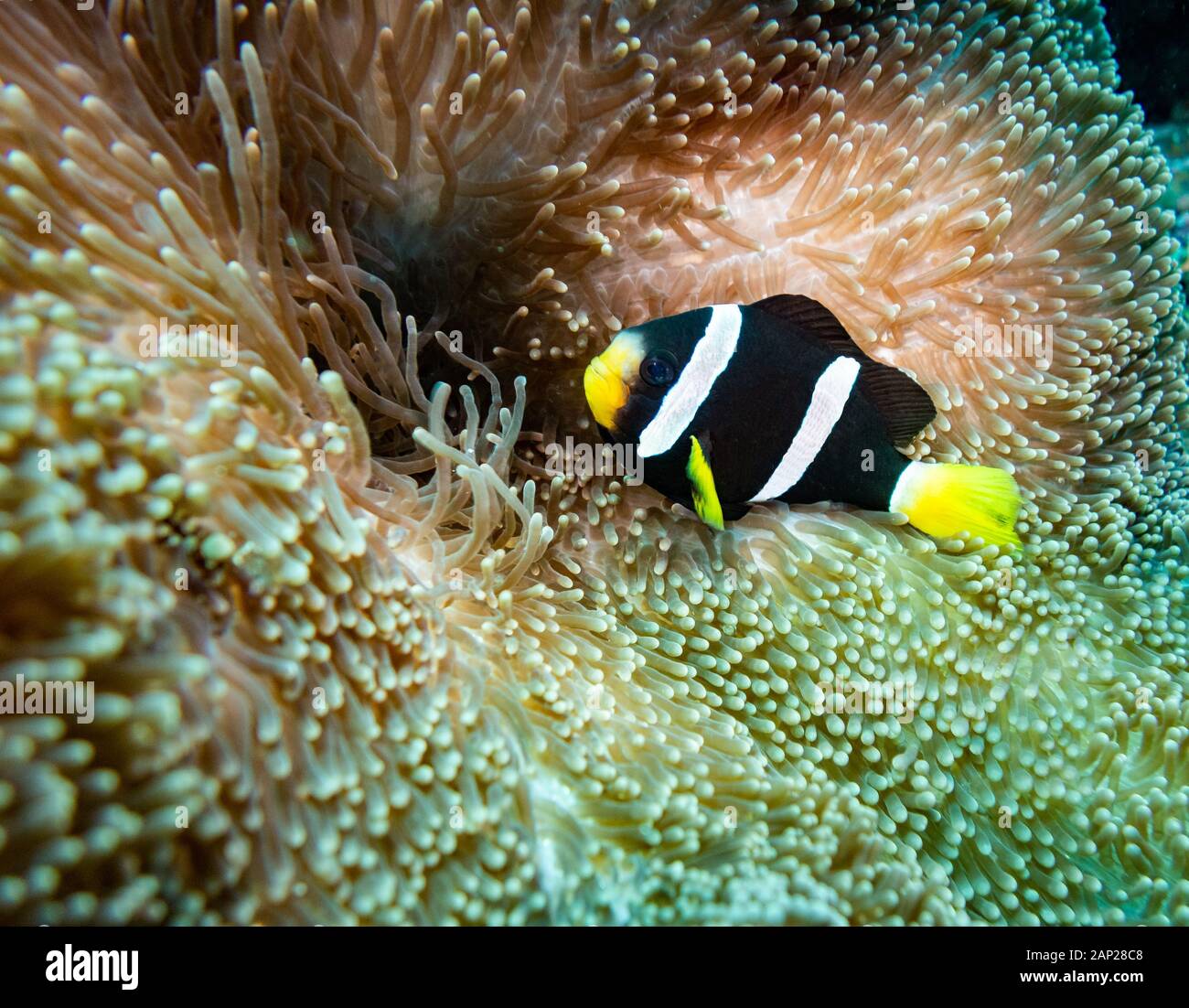 Anemone Clown Fish, The Maldives Stock Photo - Alamy