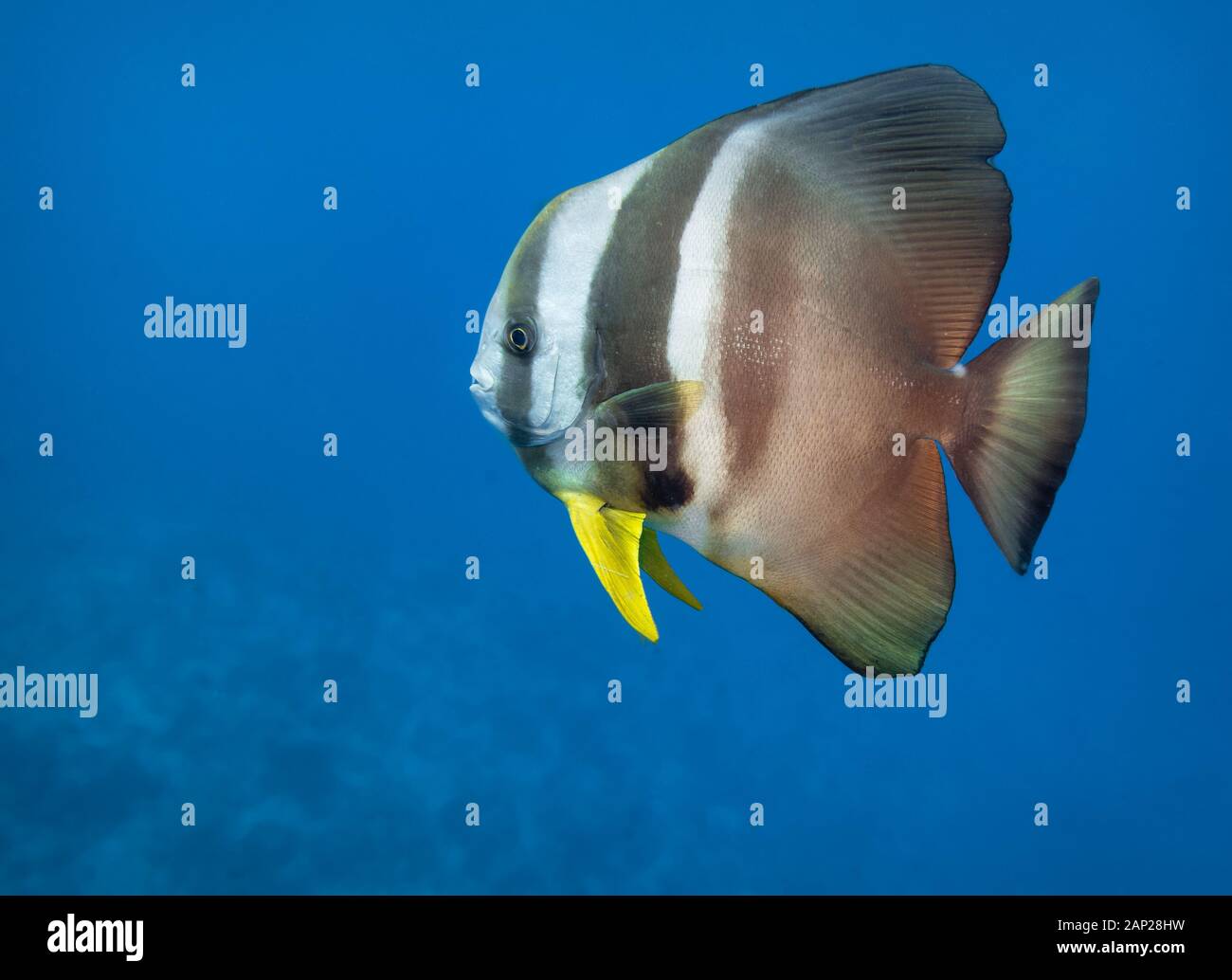 Batfish, The Maldives Stock Photo - Alamy