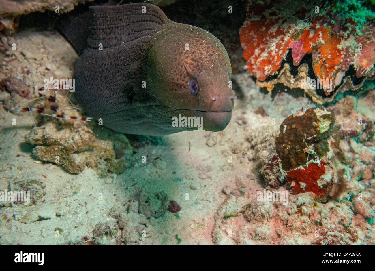 Giant Moray Eel, Maldives Stock Photo - Alamy