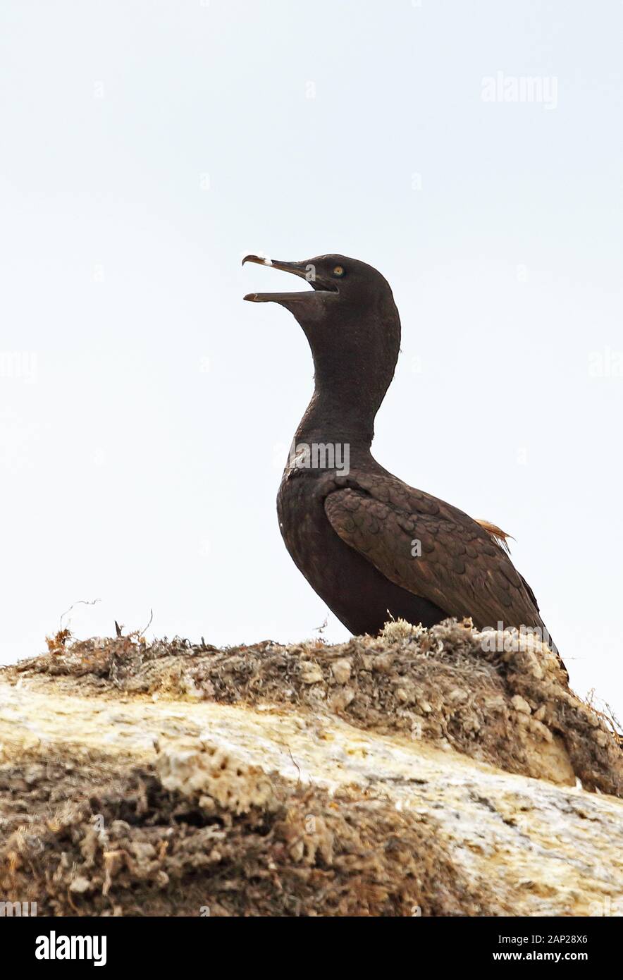 Bank Cormorant (Phalacrocorax neglectus) adult at nest panting ...