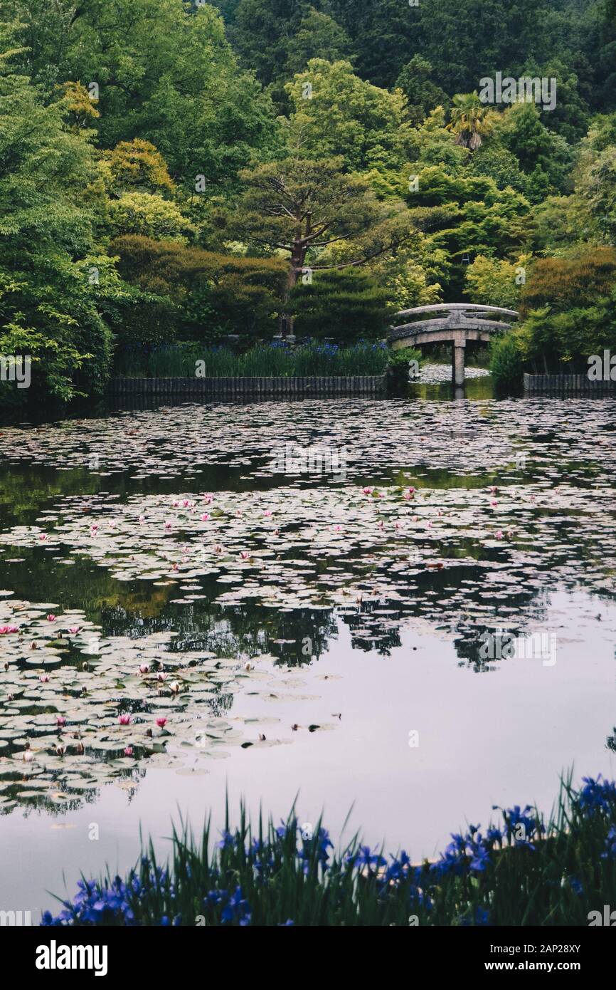 Pond with lotus flower and a bridge Stock Photo - Alamy