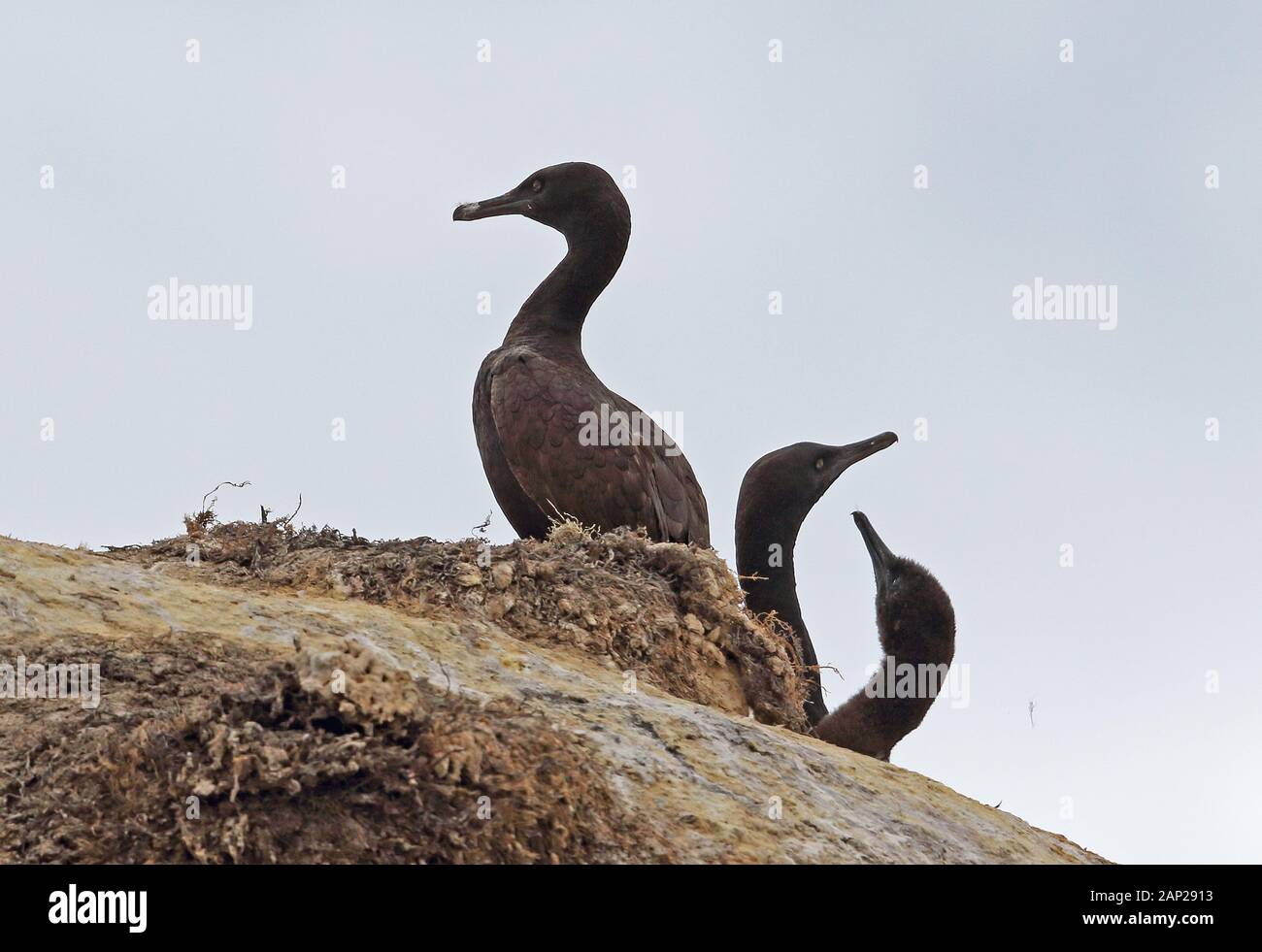 Cormorant chick hi-res stock photography and images - Alamy