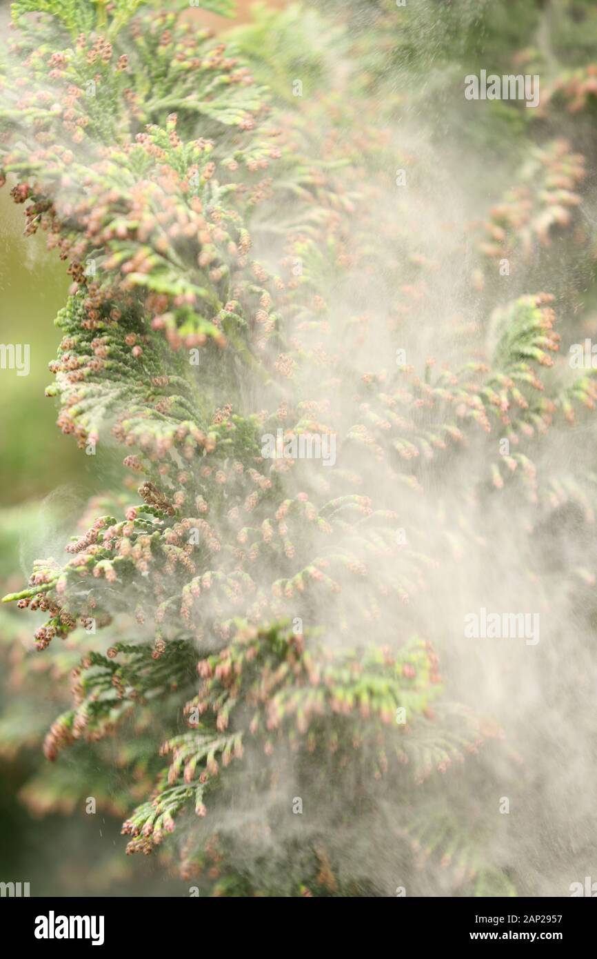 Pollen cloud falling from a conifer tree Stock Photo - Alamy
