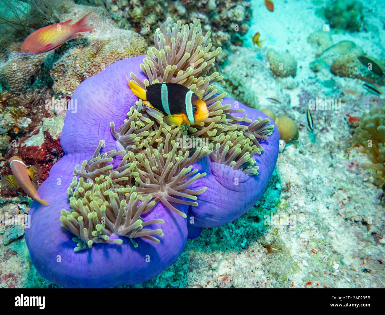 Anemone Clown Fish, The Maldives Stock Photo - Alamy