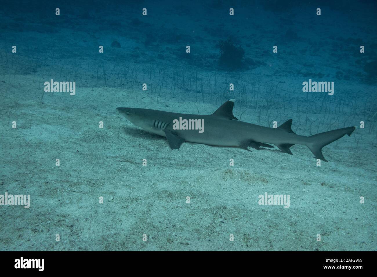 White tipped reef shark hi-res stock photography and images - Alamy
