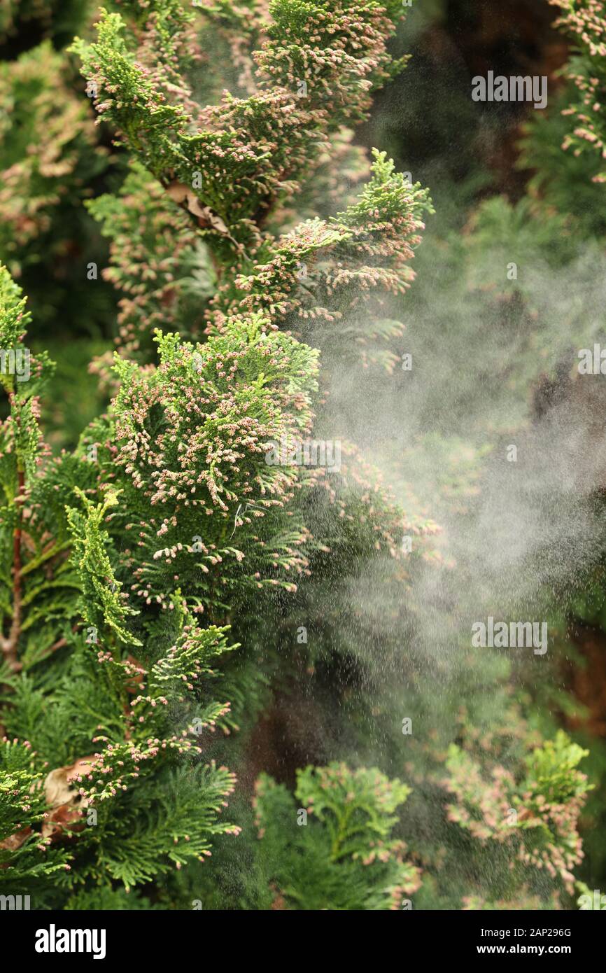 Pollen cloud falling from a conifer tree Stock Photo - Alamy