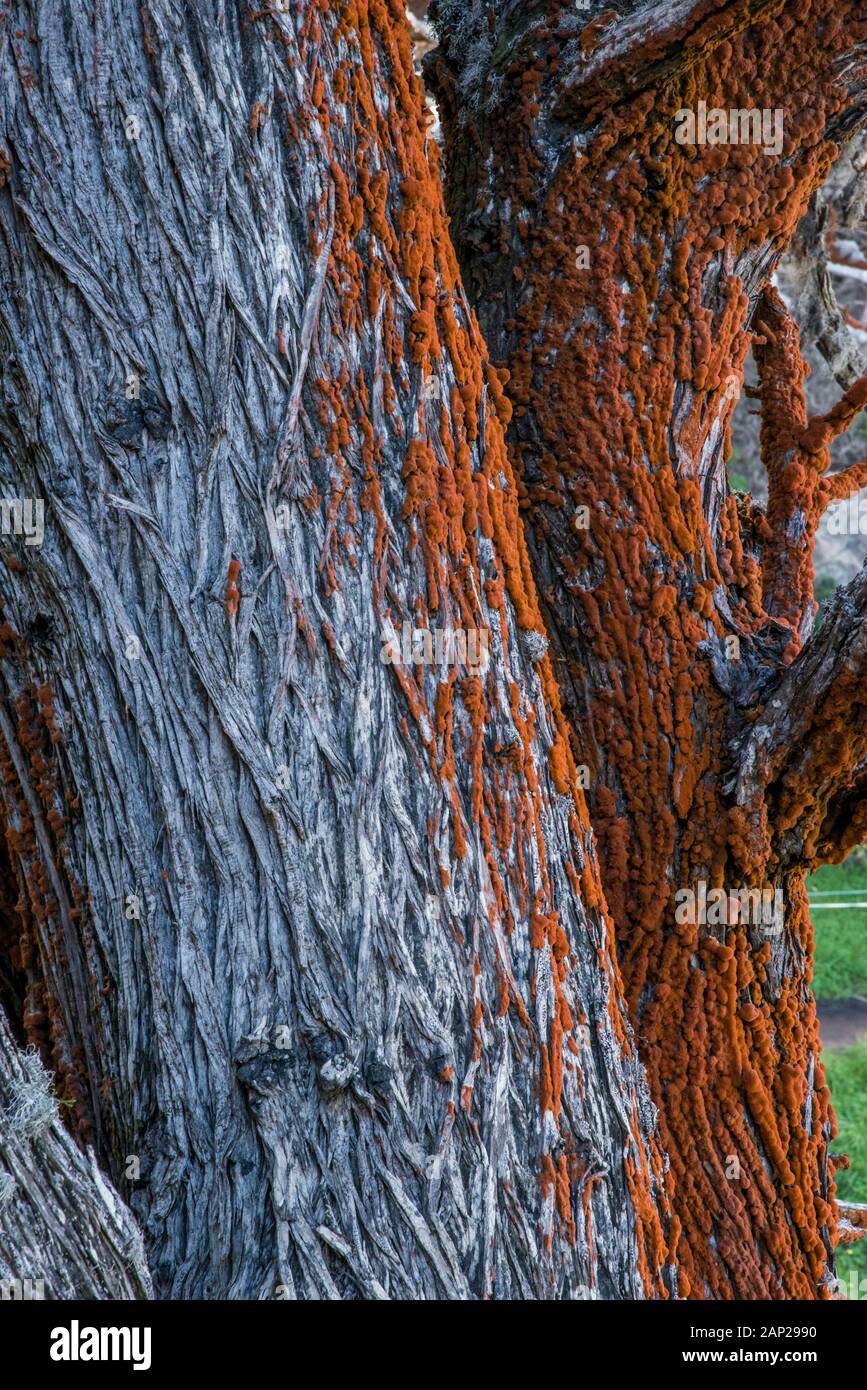 Colourful algae growing on trees at Point Lobos State Natural Reserve ...