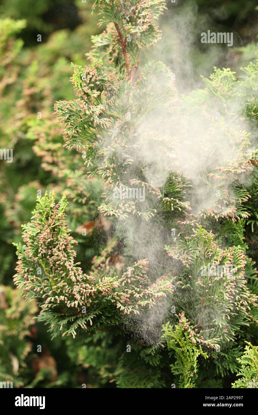 Pollen cloud hi-res stock photography and images - Alamy