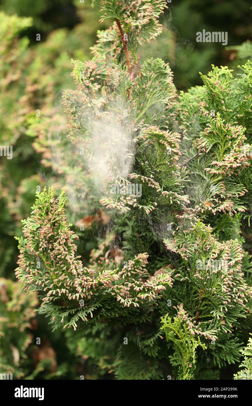 Tree pollen hayfever hi-res stock photography and images - Alamy