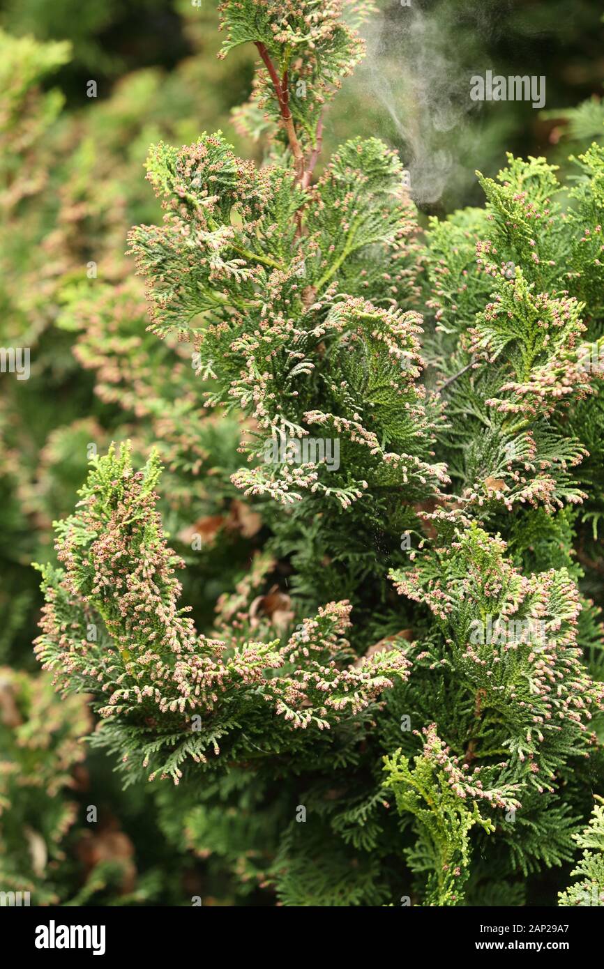 Pollen cloud falling from a conifer tree Stock Photo - Alamy