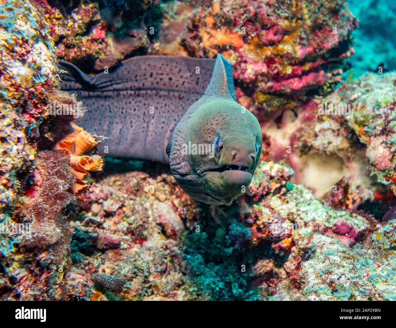 Giant Moray Eel, Maldives Stock Photo - Alamy