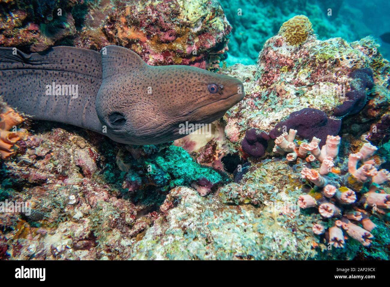 Giant Moray Eel, Maldives Stock Photo - Alamy