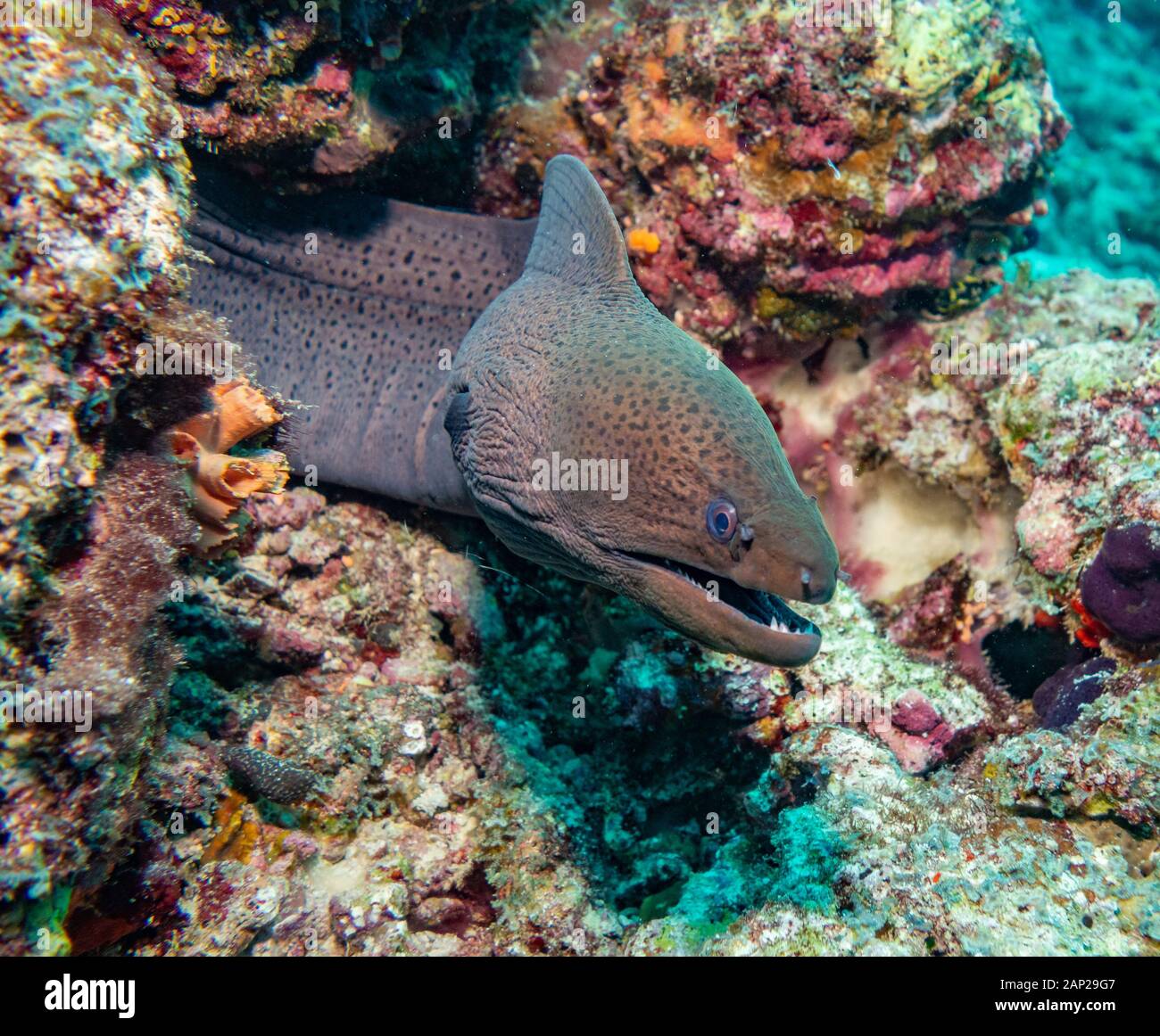 Giant Moray Eel, Maldives Stock Photo - Alamy