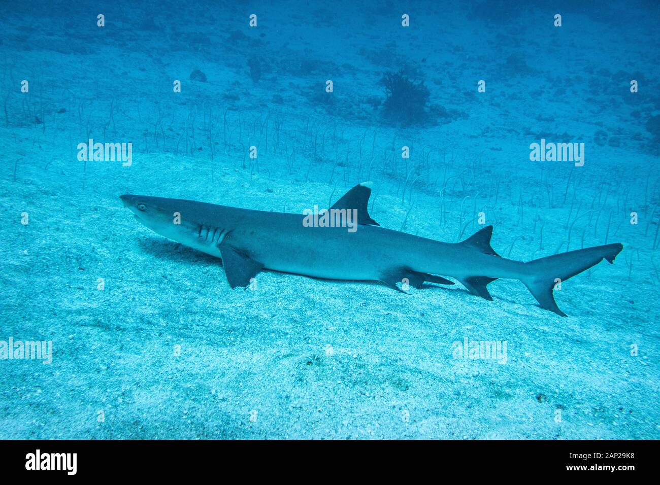Whitetip reef shark, The Maldives Stock Photo - Alamy