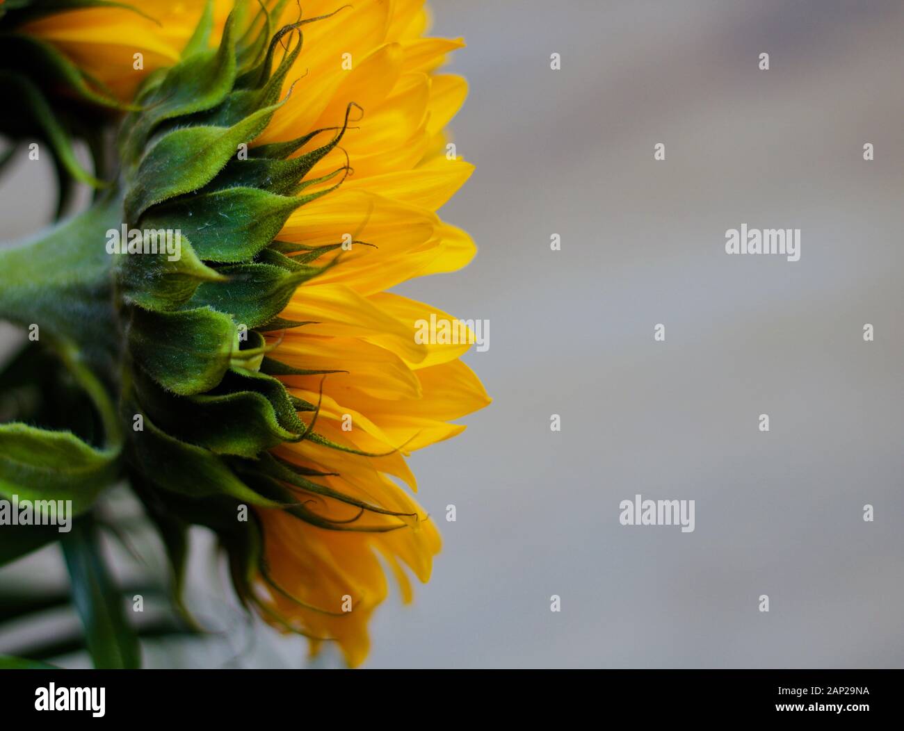 Side View Sunflower Giant Leaves
