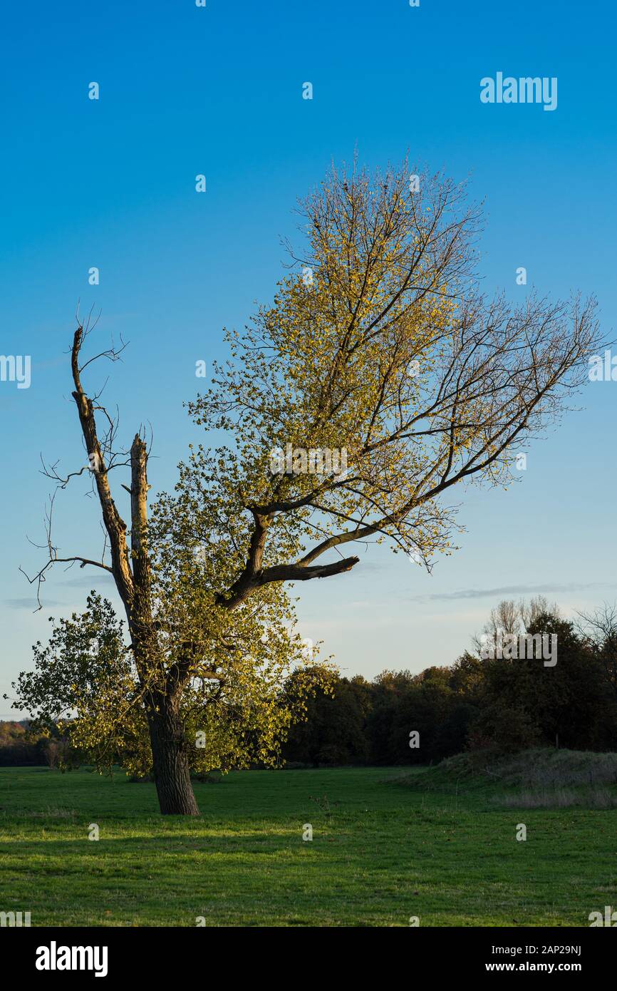 Old, worn tree in the meadows. Autumn scene Stock Photo - Alamy