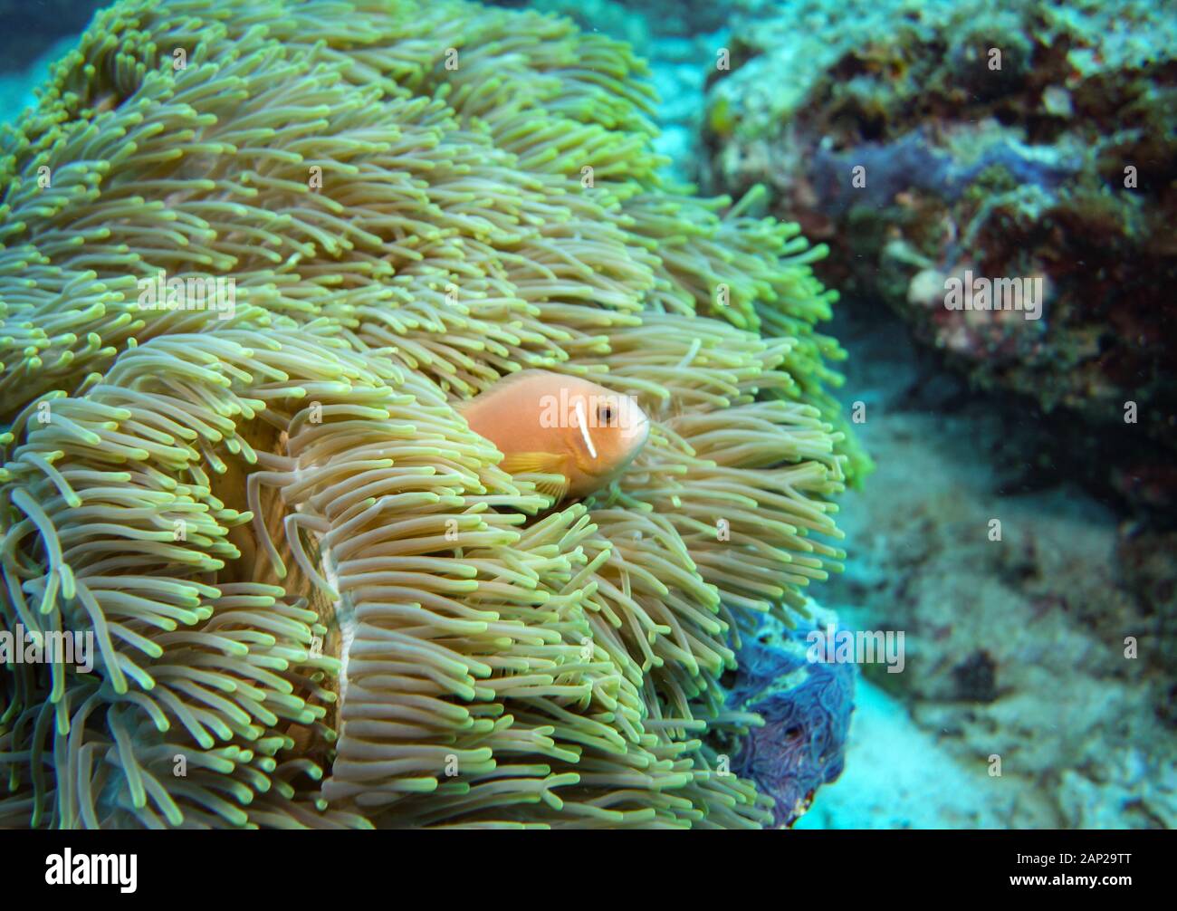 Pink skunk clownfish, The Maldives Stock Photo - Alamy