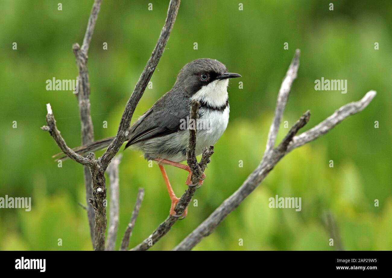 Bar-throated Apalis (Apalis thoracica) adult perched on dead twig ...