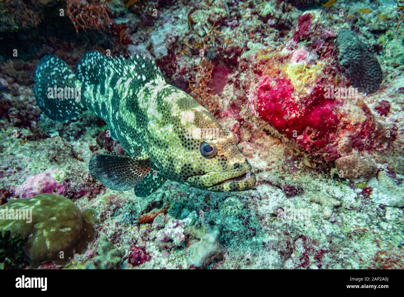 Potato Grouper, Maldives Stock Photo - Alamy