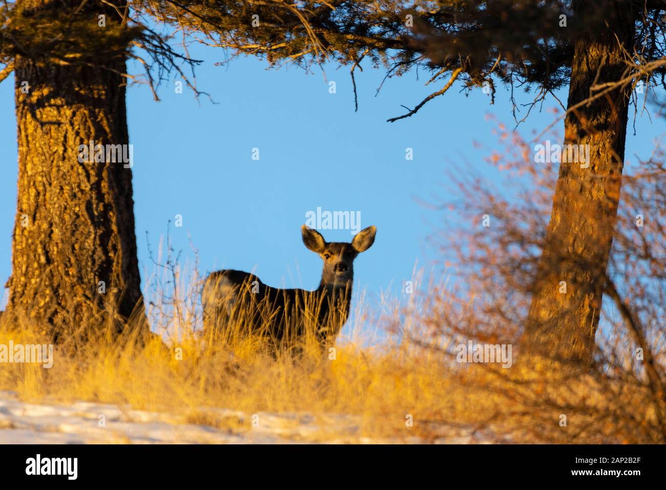 Small herd of mule deer in a high Rocky Mountain meadow early on a ...
