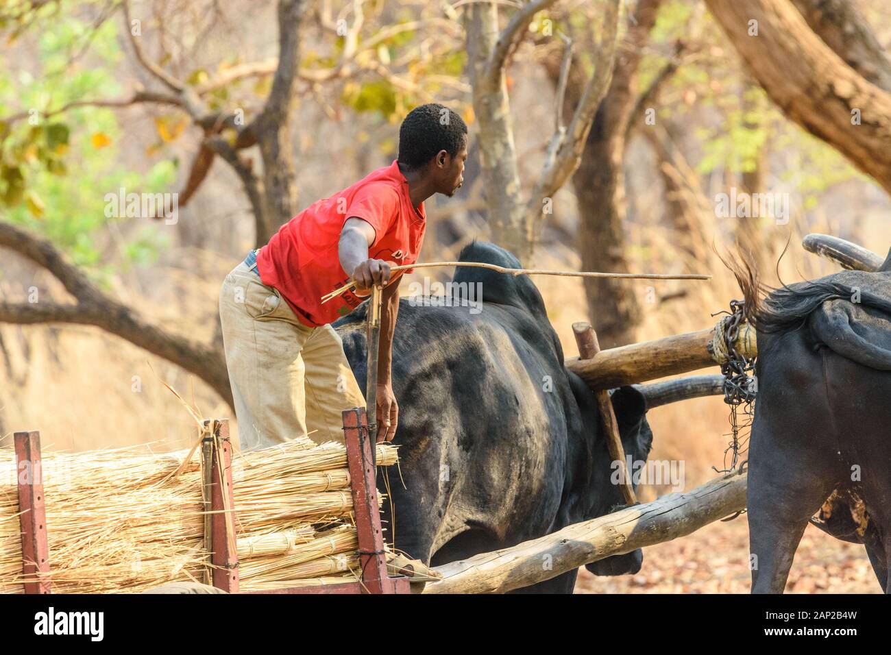 Farming rural ox oxen farming hi-res stock photography and images - Alamy