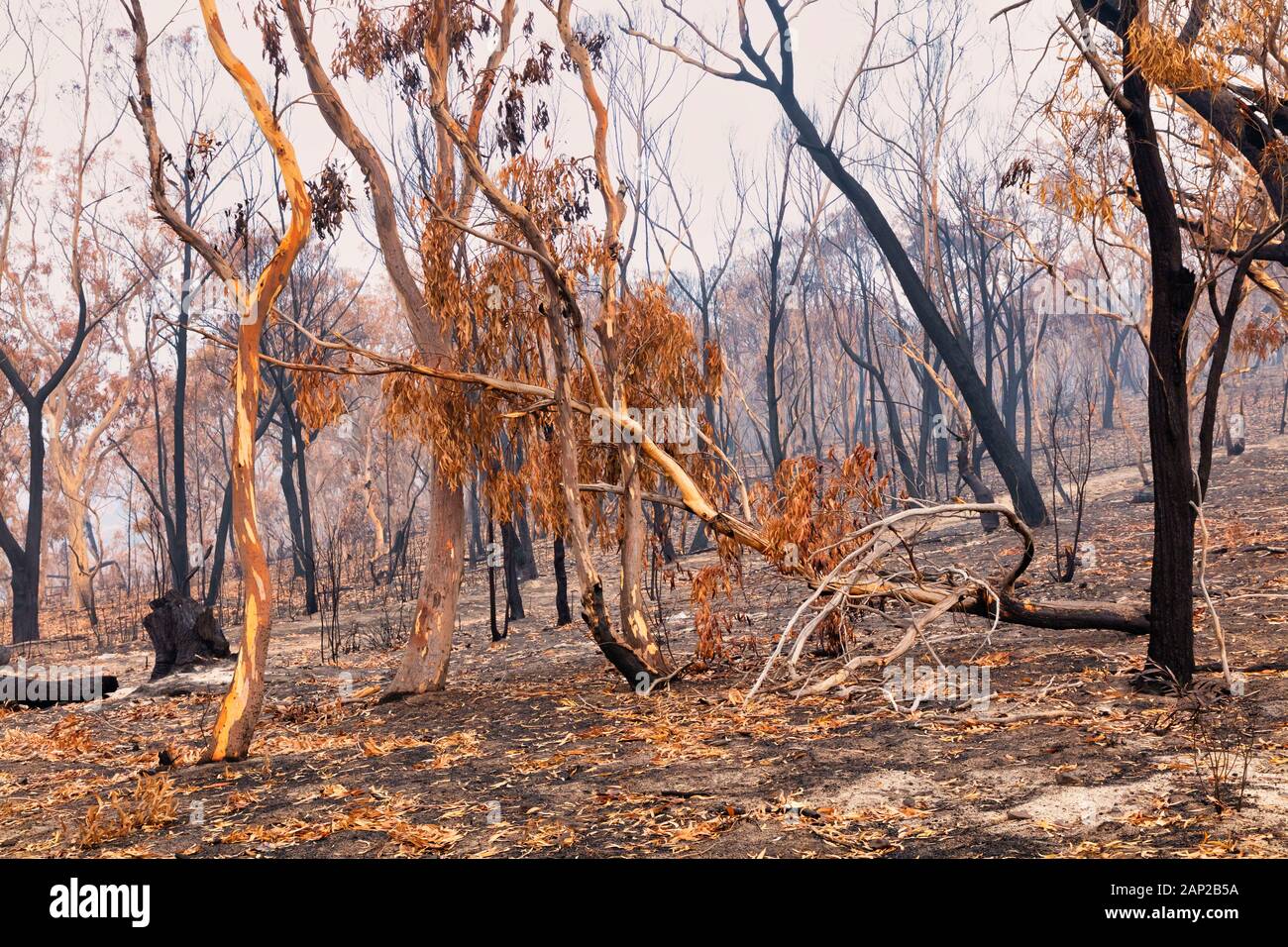 Bushfire burnt gum trees in The Blue Mountains in Australia Stock Photo ...