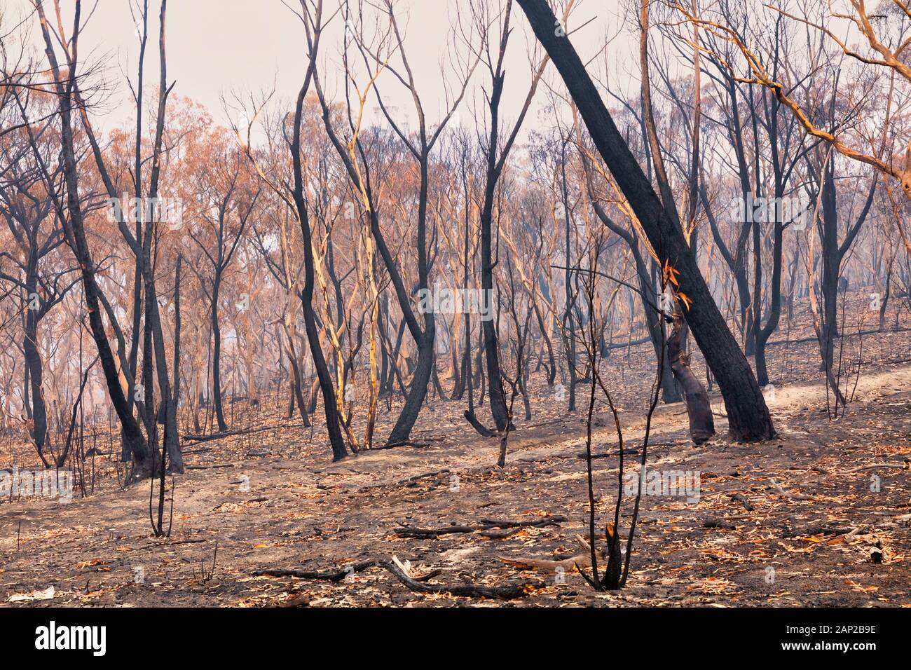 Bushfire burnt gum trees in The Blue Mountains in Australia Stock Photo ...