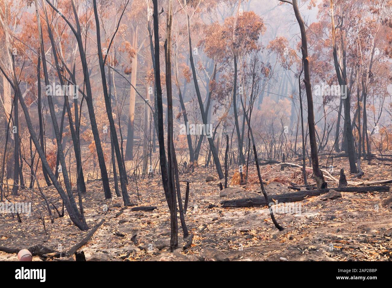 Bushfire burnt gum trees in The Blue Mountains in Australia Stock Photo ...
