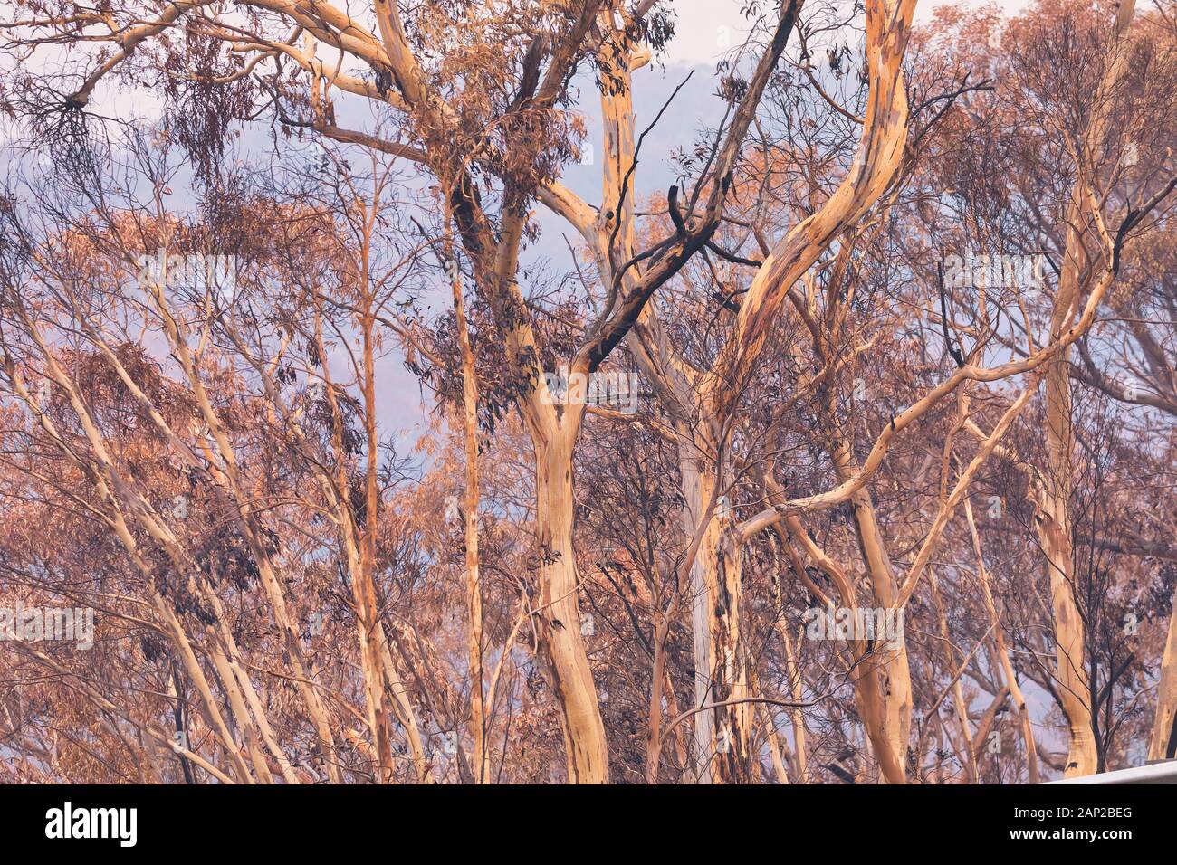 Gum trees affected by bushfire in The Blue Mountains in Australia Stock ...