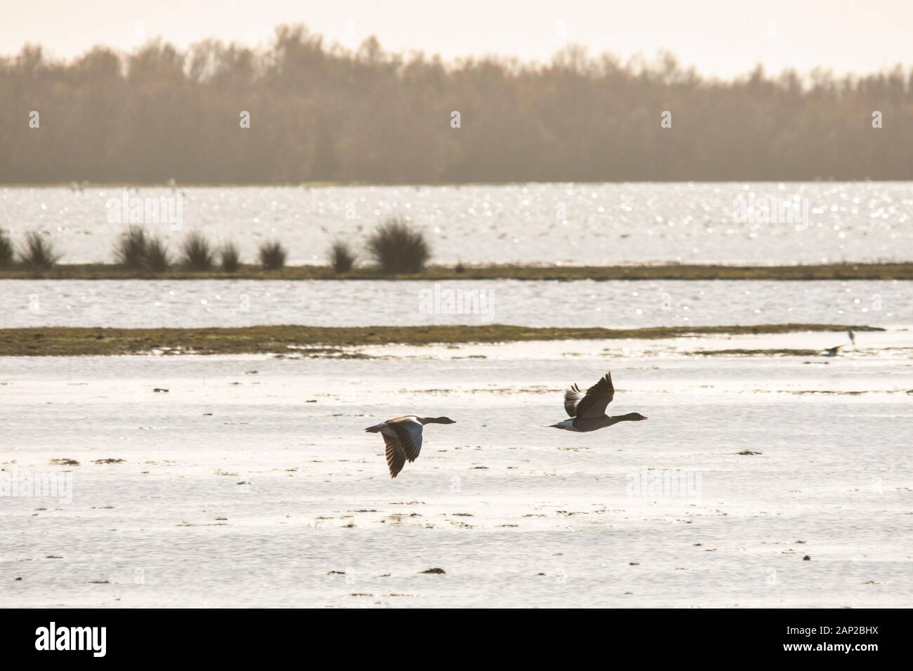 Wetland bird birds hi-res stock photography and images - Alamy