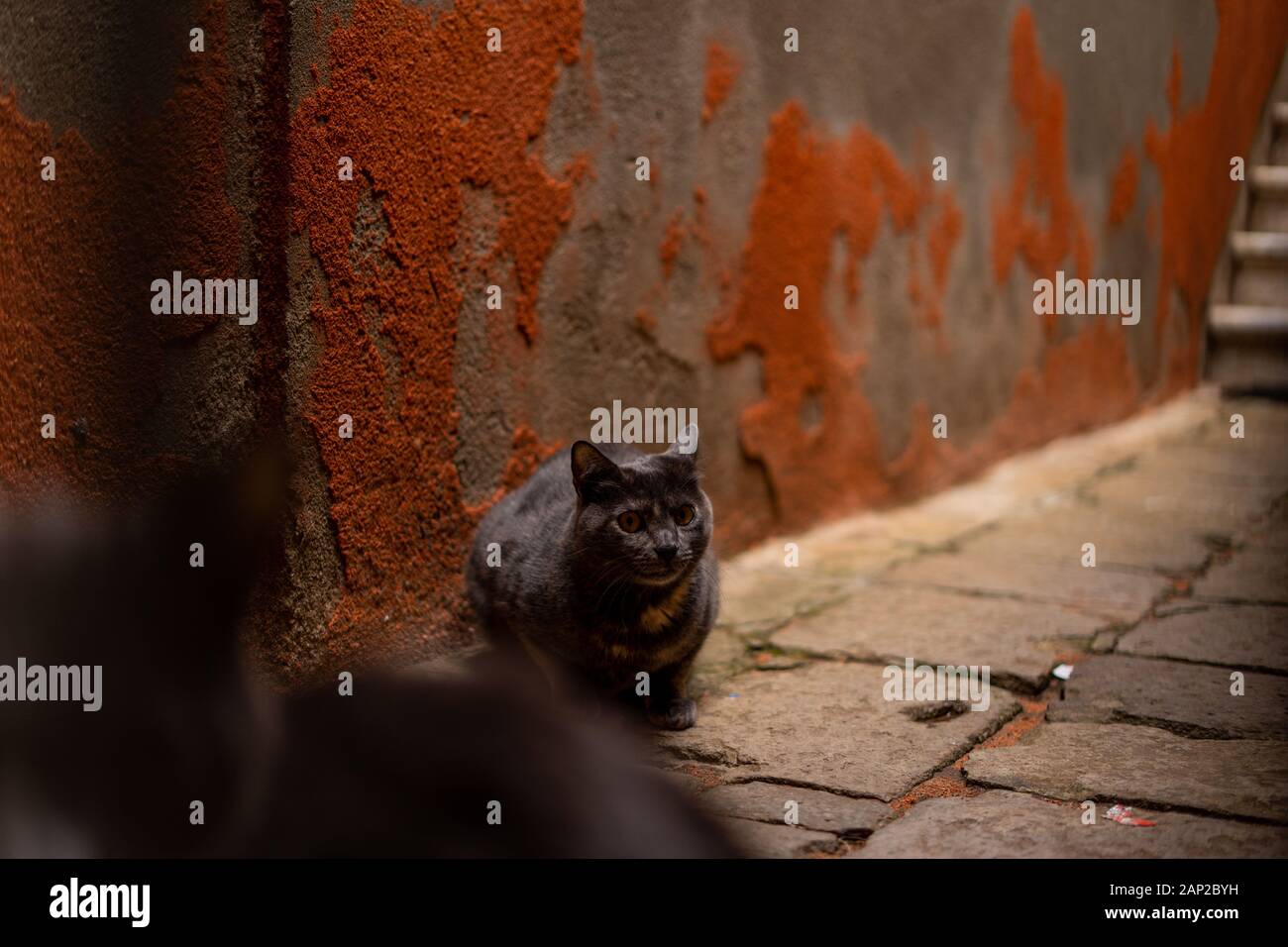 Cute cat in venice hi-res stock photography and images - Alamy
