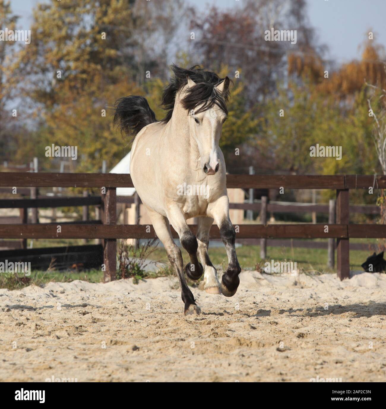 Gorgeous welsh cob running in arena, with autumn background Stock Photo ...