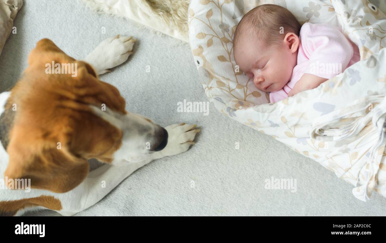 Puppy And Baby Napping