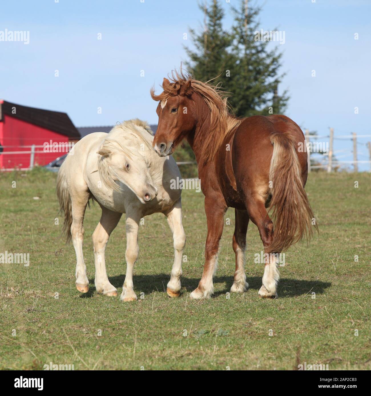 Two young stallions playing together on pasturage Stock Photo - Alamy