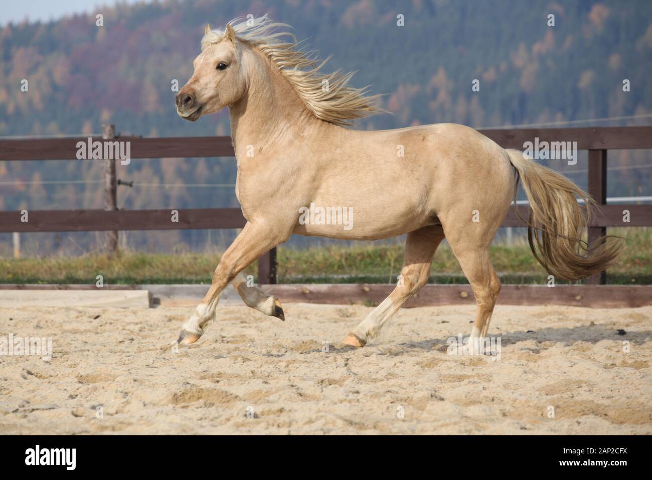 Welsh pony of cob type hi-res stock photography and images - Alamy