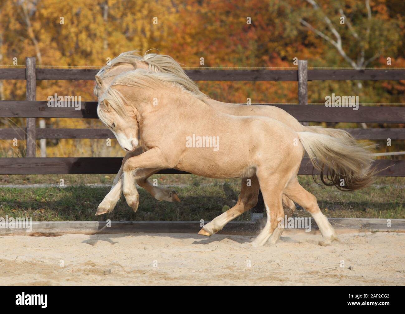 Welsh pony of cob type hi-res stock photography and images - Alamy