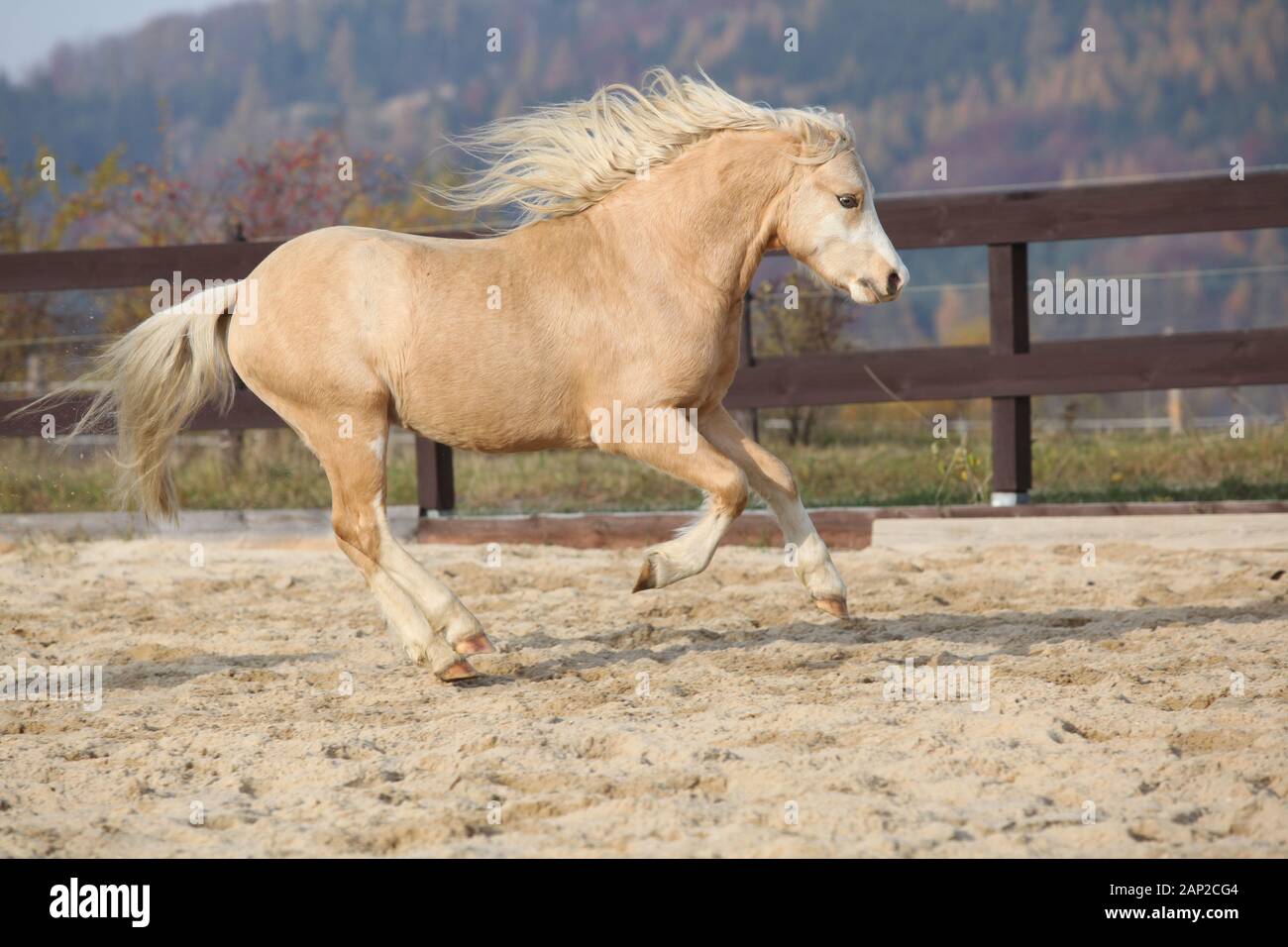 Palomino welsh pony stallion hi-res stock photography and images - Alamy