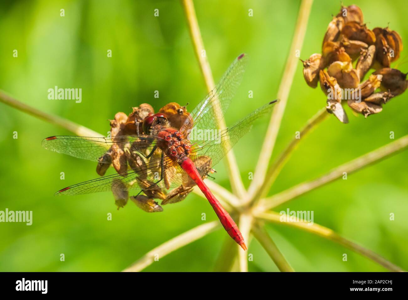 Sympetrum sanguineum ruddy darter male with red colored body top view ...