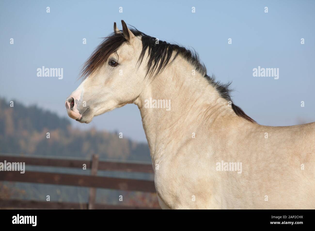 Amazing palomino welsh cob stallion with black hair in autumn Stock ...