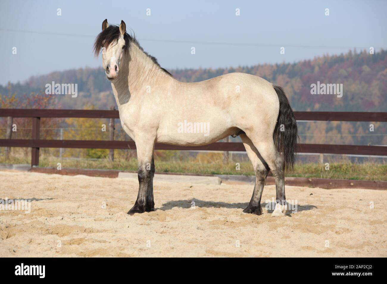 Welsh Cob Stallion High Resolution Stock Photography and Images - Alamy