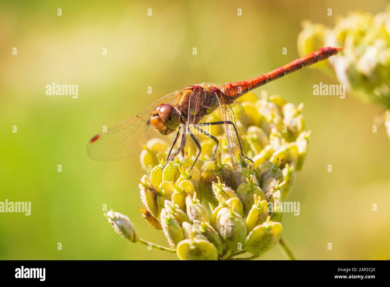 Sympetrum striolatum Common Darter wings spread he is drying his wings ...