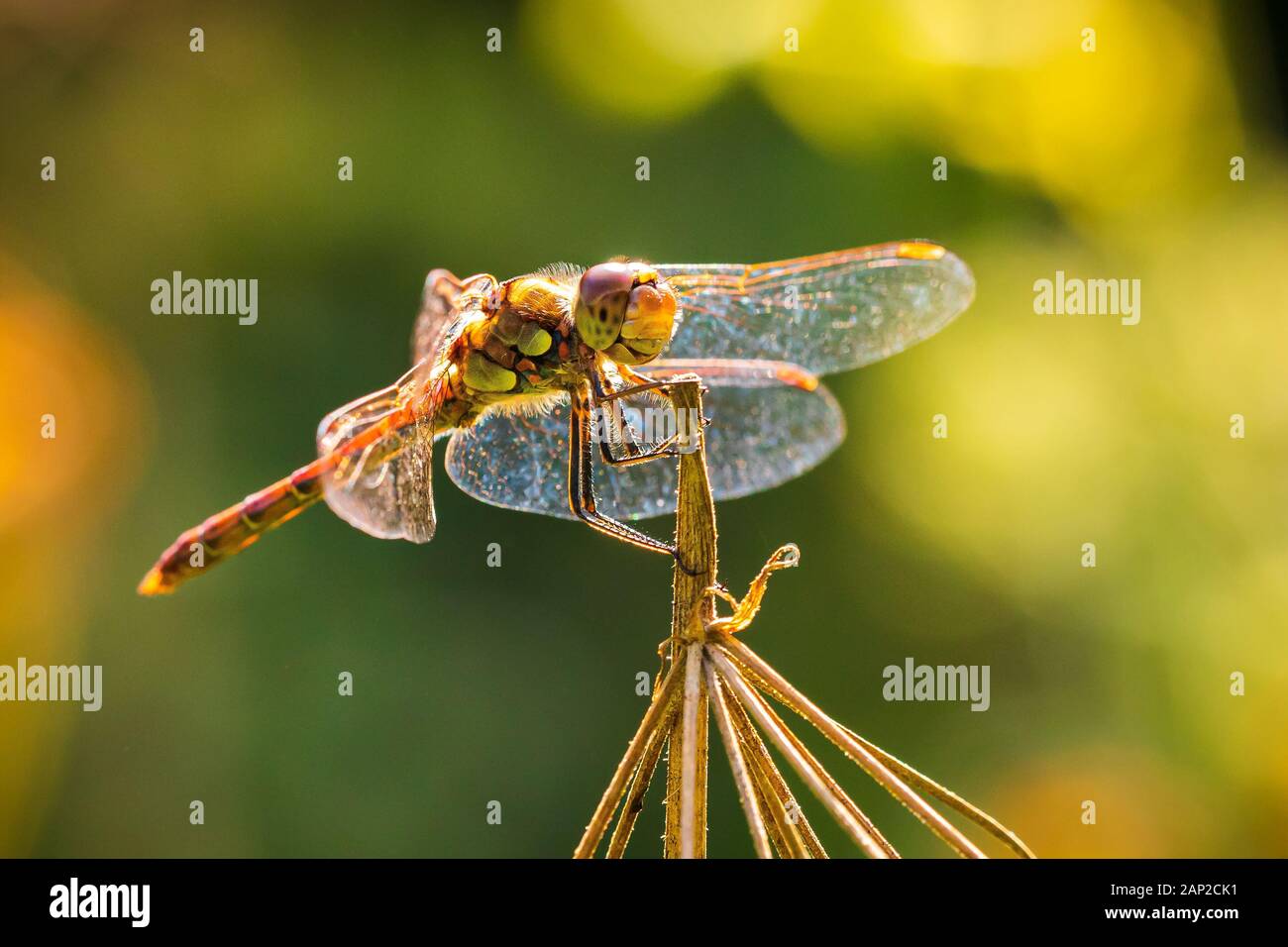 Sympetrum striolatum Common Darter wings spread he is drying his wings ...