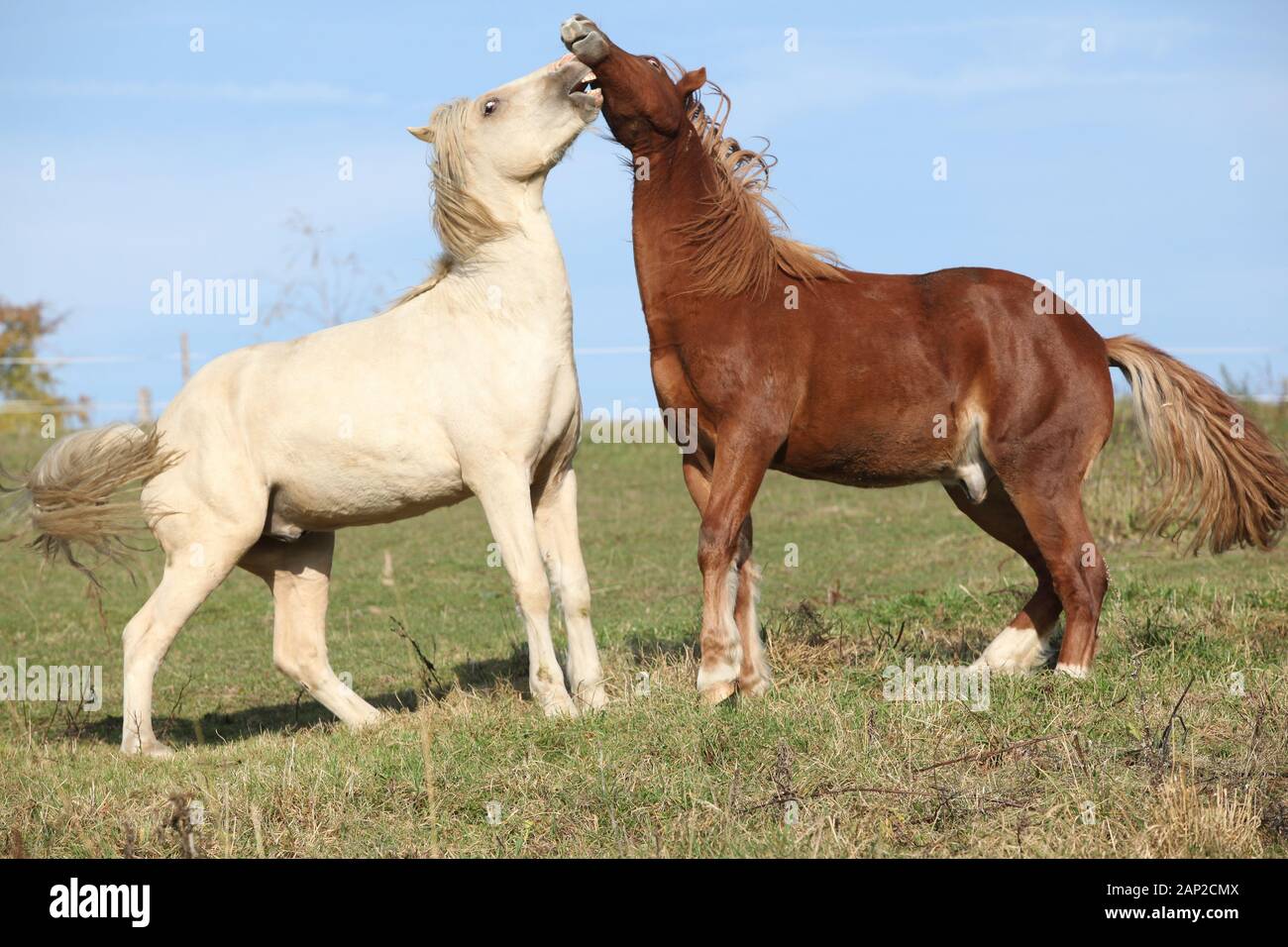 Two young stallions playing together on pasturage Stock Photo - Alamy